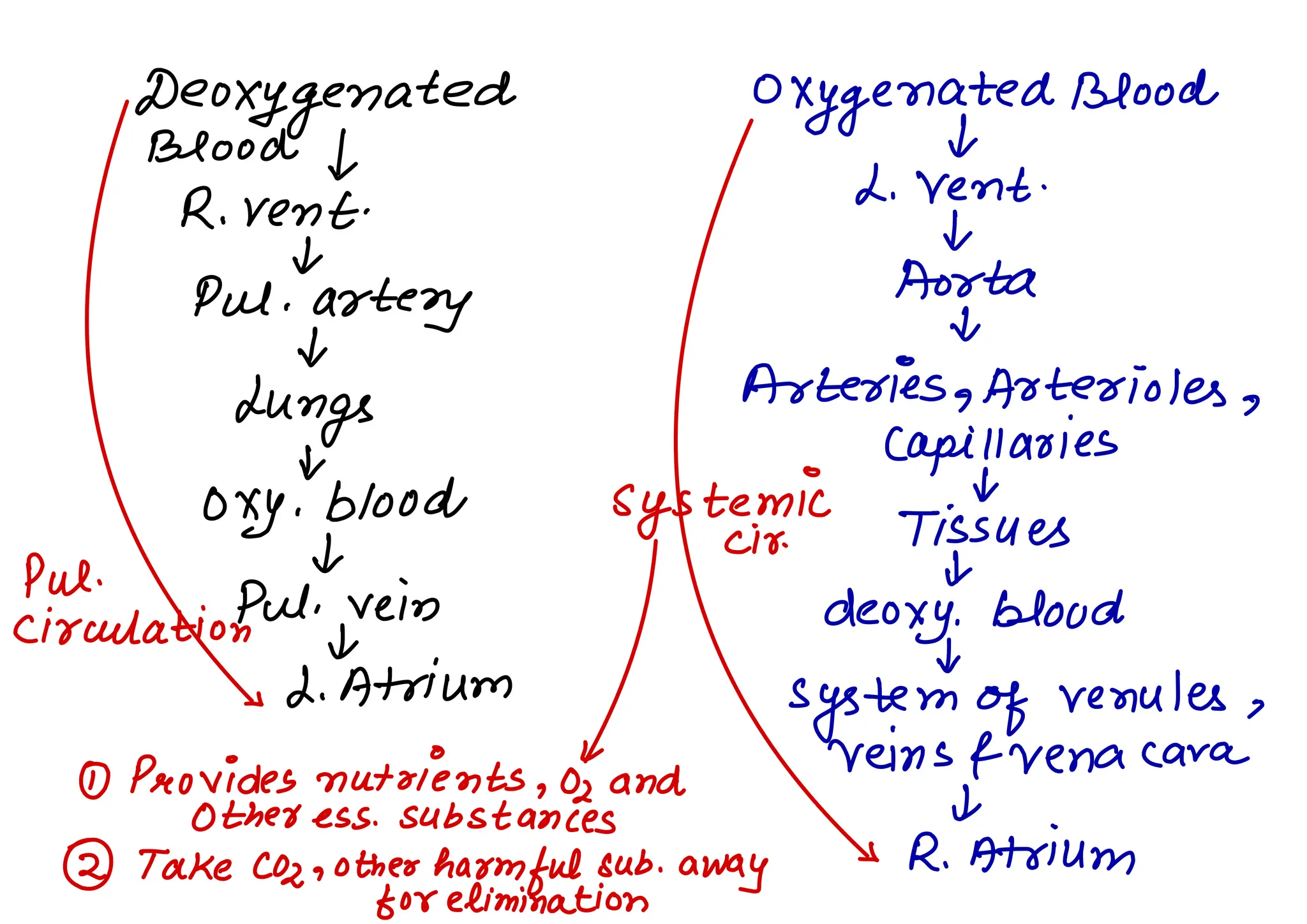 Body_Fluids_And_Circulation class 11th biology | PDF