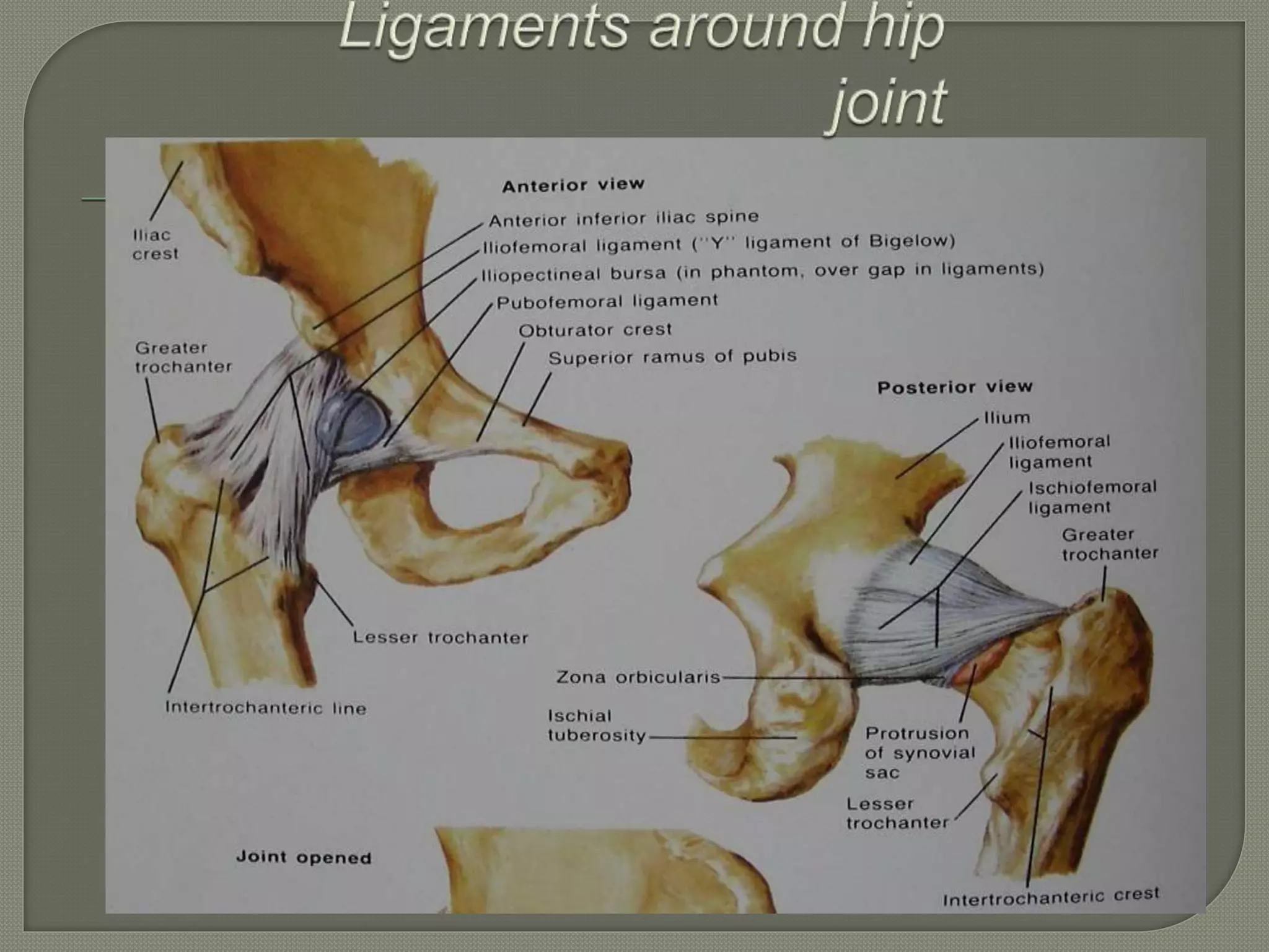 Tb hip knee shoulder dactylitis | PPTX