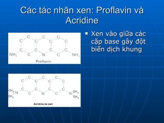 độT biến gen | PPT