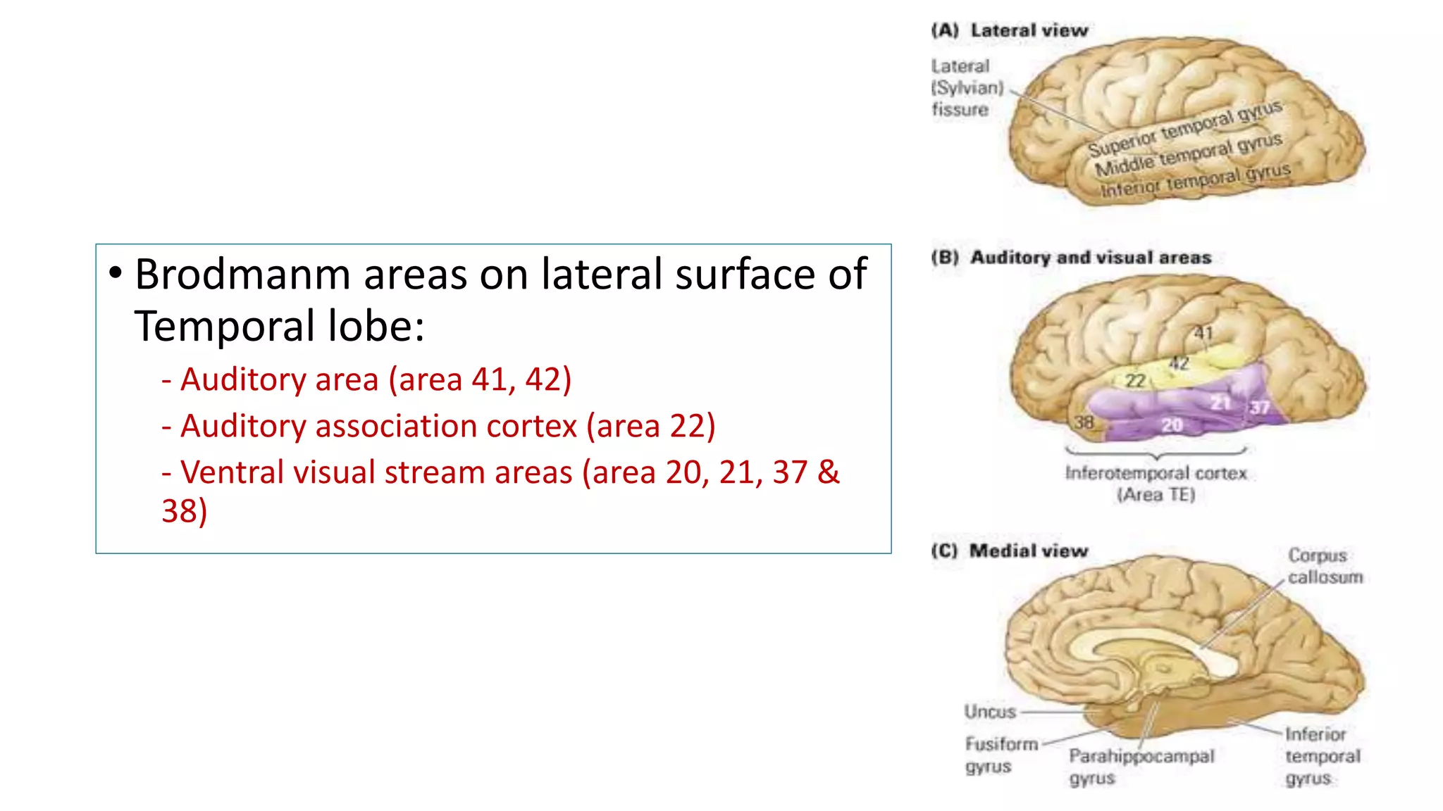 Traumatic Brain Injury to temporal lobe and cognitive rehabilitation | PPT