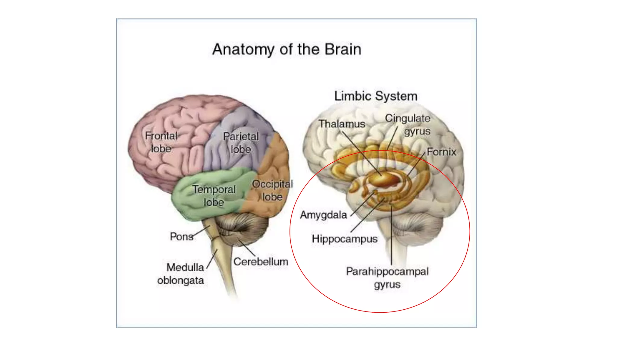 Traumatic Brain Injury to temporal lobe and cognitive rehabilitation | PPT