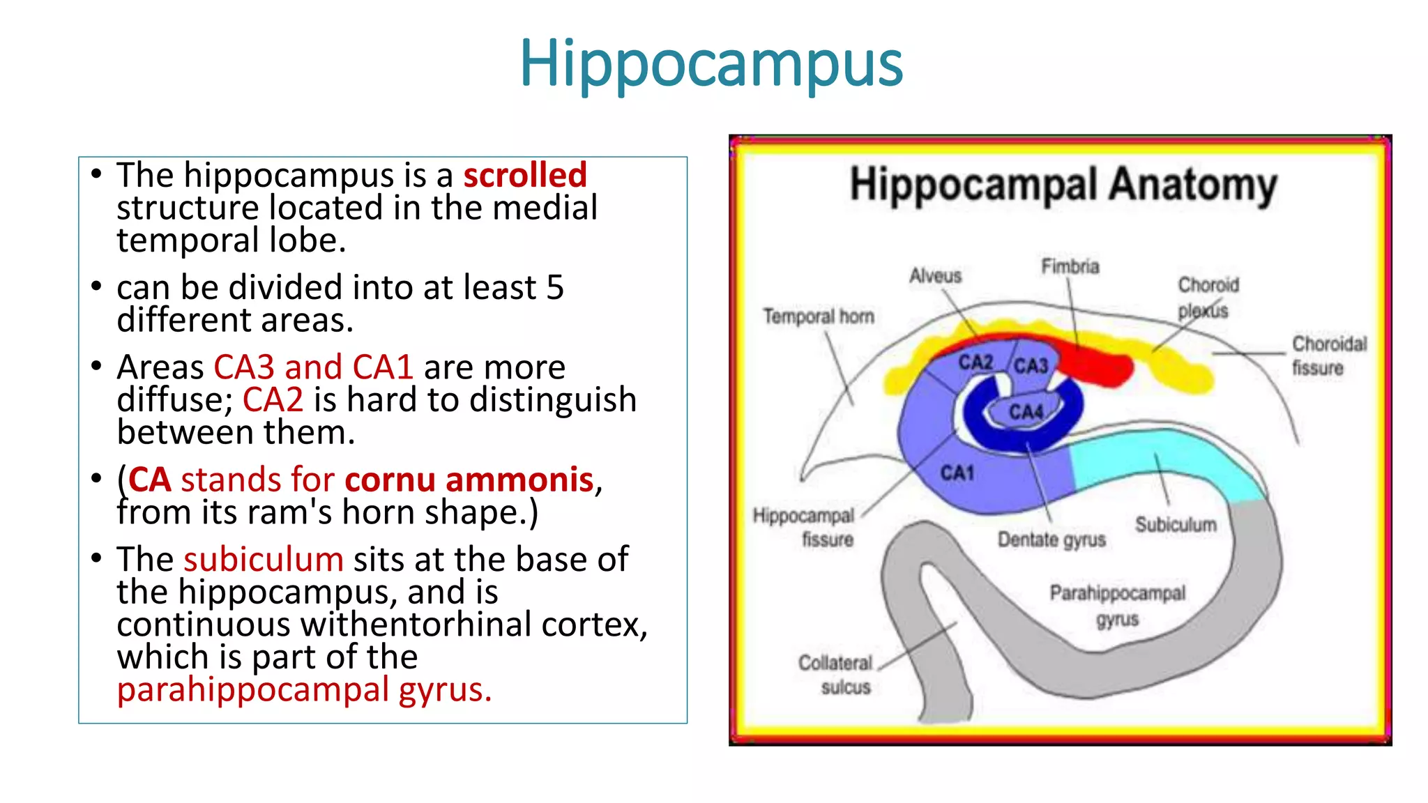 Traumatic Brain Injury to temporal lobe and cognitive rehabilitation | PPT