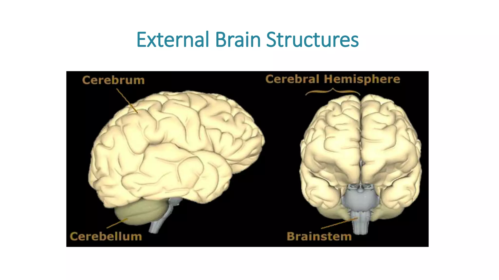 Traumatic Brain Injury to temporal lobe and cognitive rehabilitation | PPT