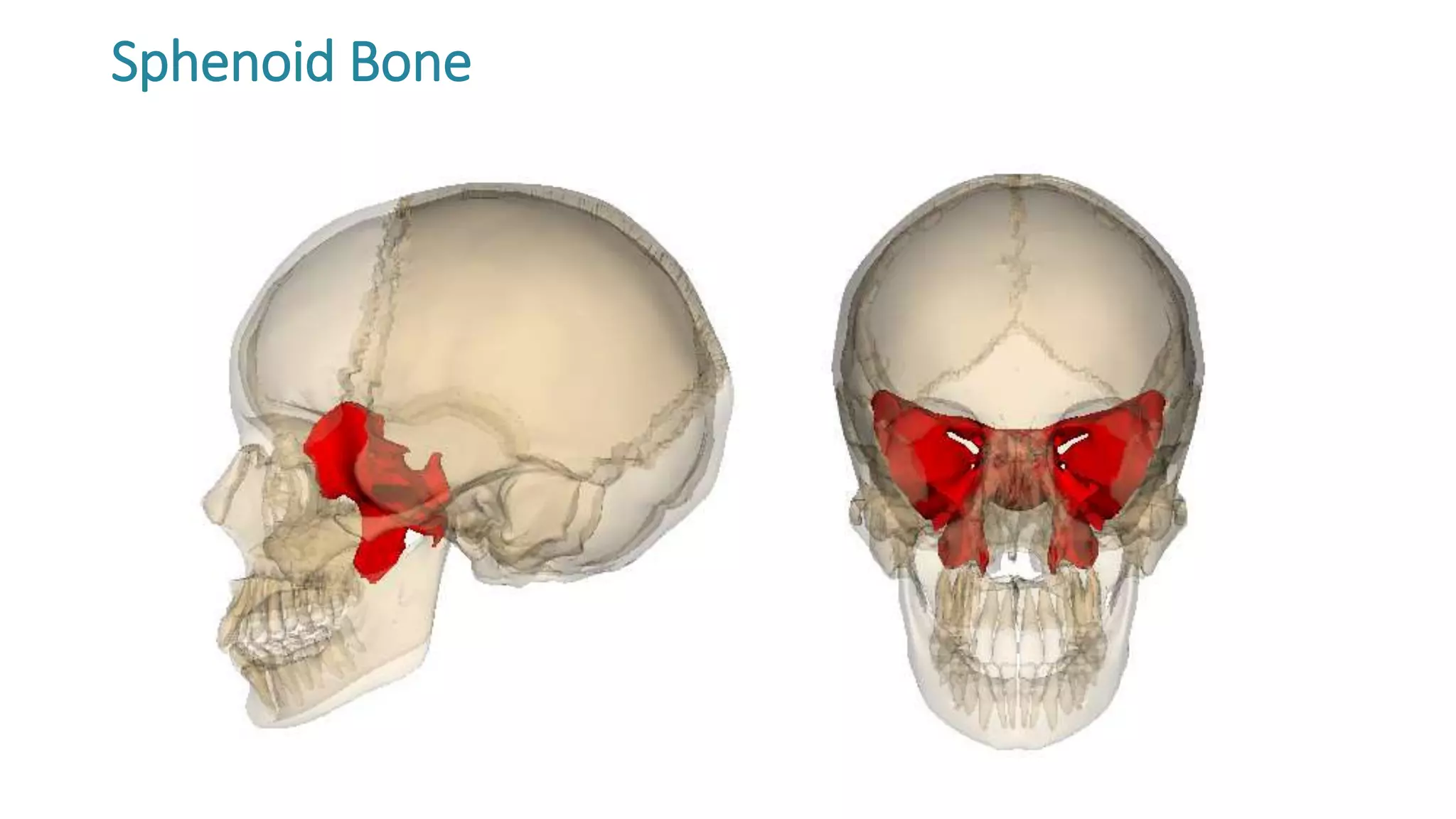 Traumatic Brain Injury to temporal lobe and cognitive rehabilitation | PPT