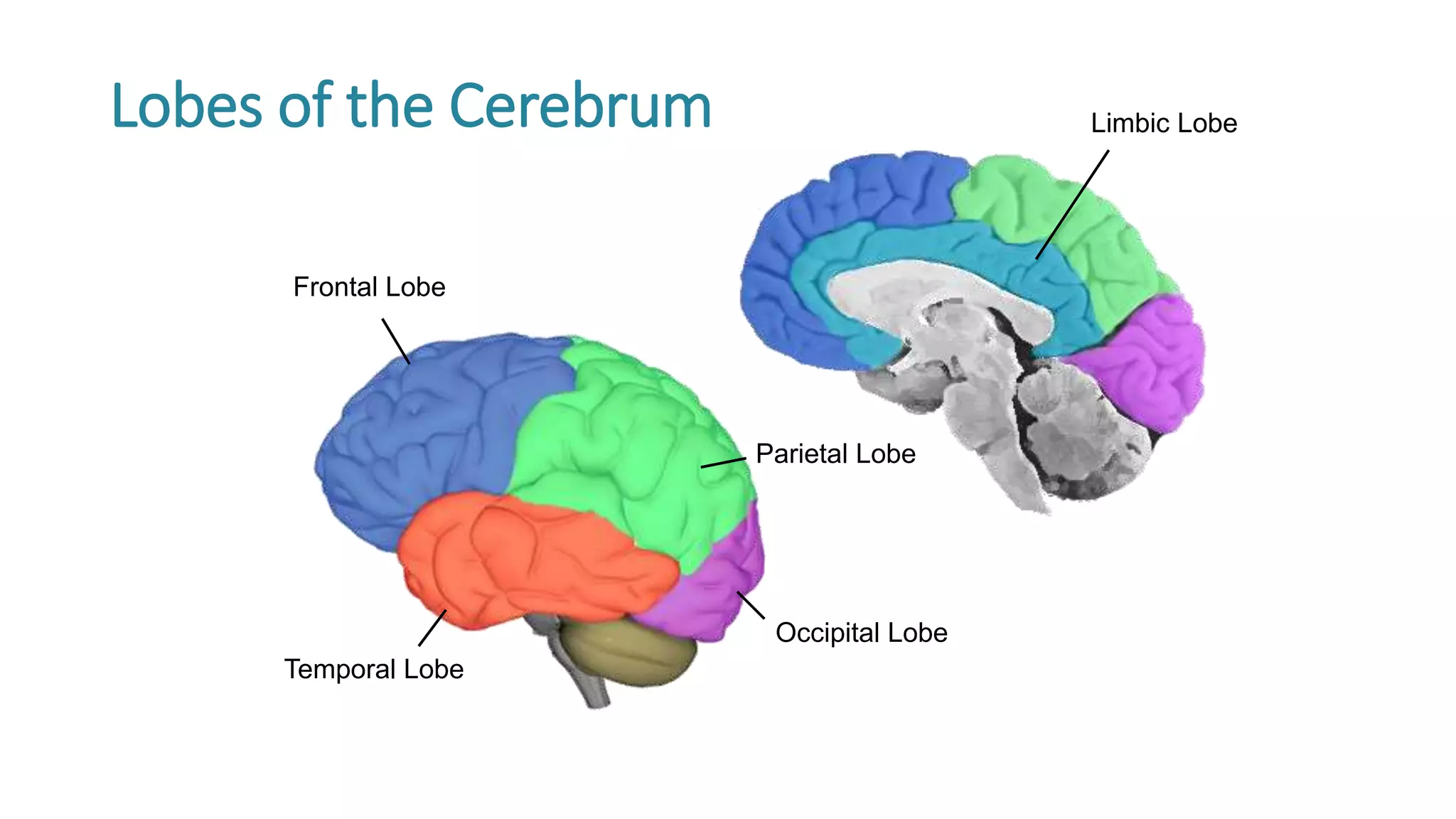 Traumatic Brain Injury to temporal lobe and cognitive rehabilitation | PPT