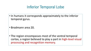 Traumatic Brain Injury to temporal lobe and cognitive rehabilitation | PPTX