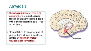 Traumatic Brain Injury to temporal lobe and cognitive rehabilitation | PPTX