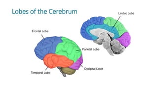 Traumatic Brain Injury to temporal lobe and cognitive rehabilitation | PPTX