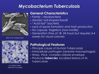 Tb lab | PPT | Infectious Diseases | Diseases and Conditions