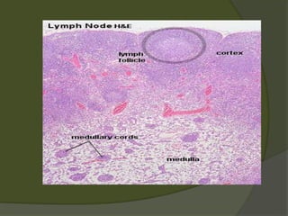 Lymph Node Slide