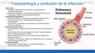 TUberculosis, Generalidades y Manejo de primer nivel | PDF