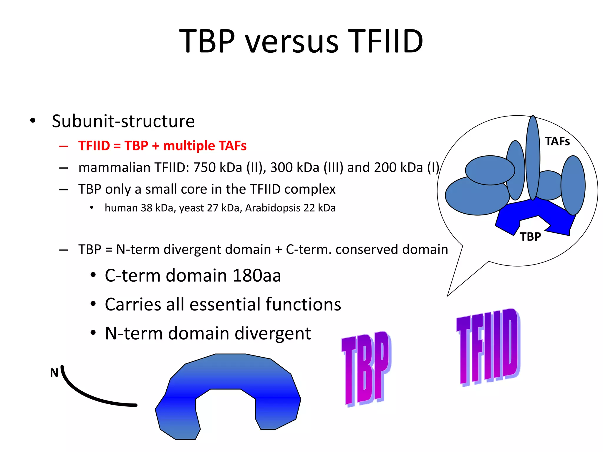 tata binding protein | PPTX