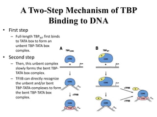 Tata Box Dna Replication