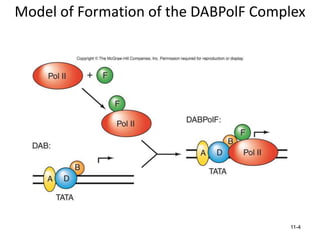 Tata Box Binding Protein
