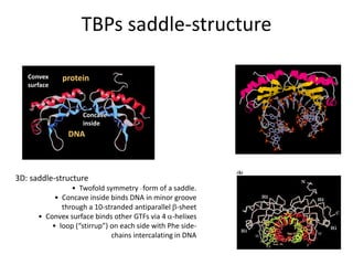 tata binding protein | PPTX