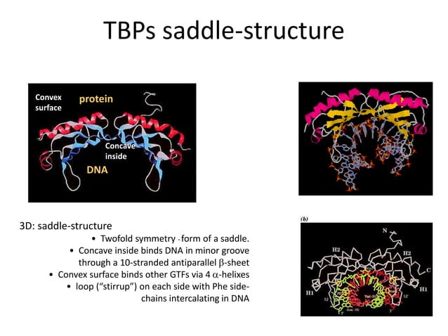 tata binding protein | PPTX