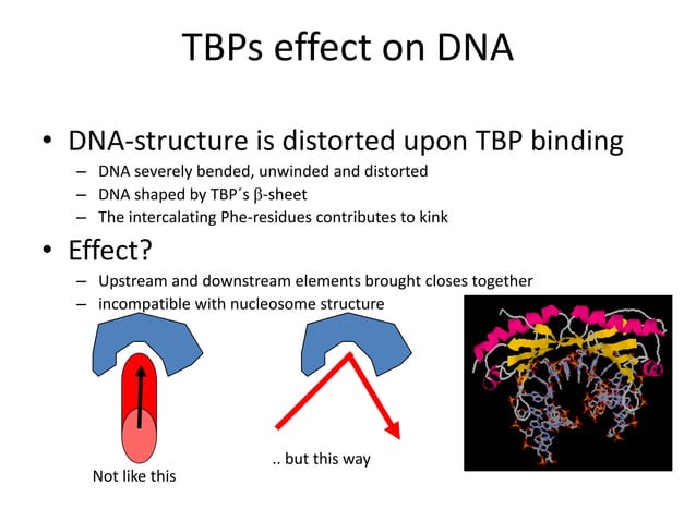 tata binding protein | PPTX