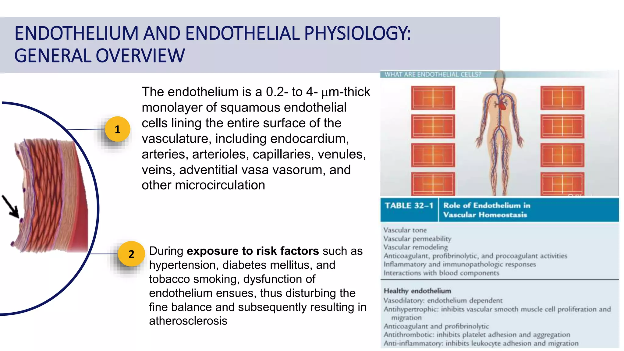 Endothelial Function and Dysfunction | PPTX