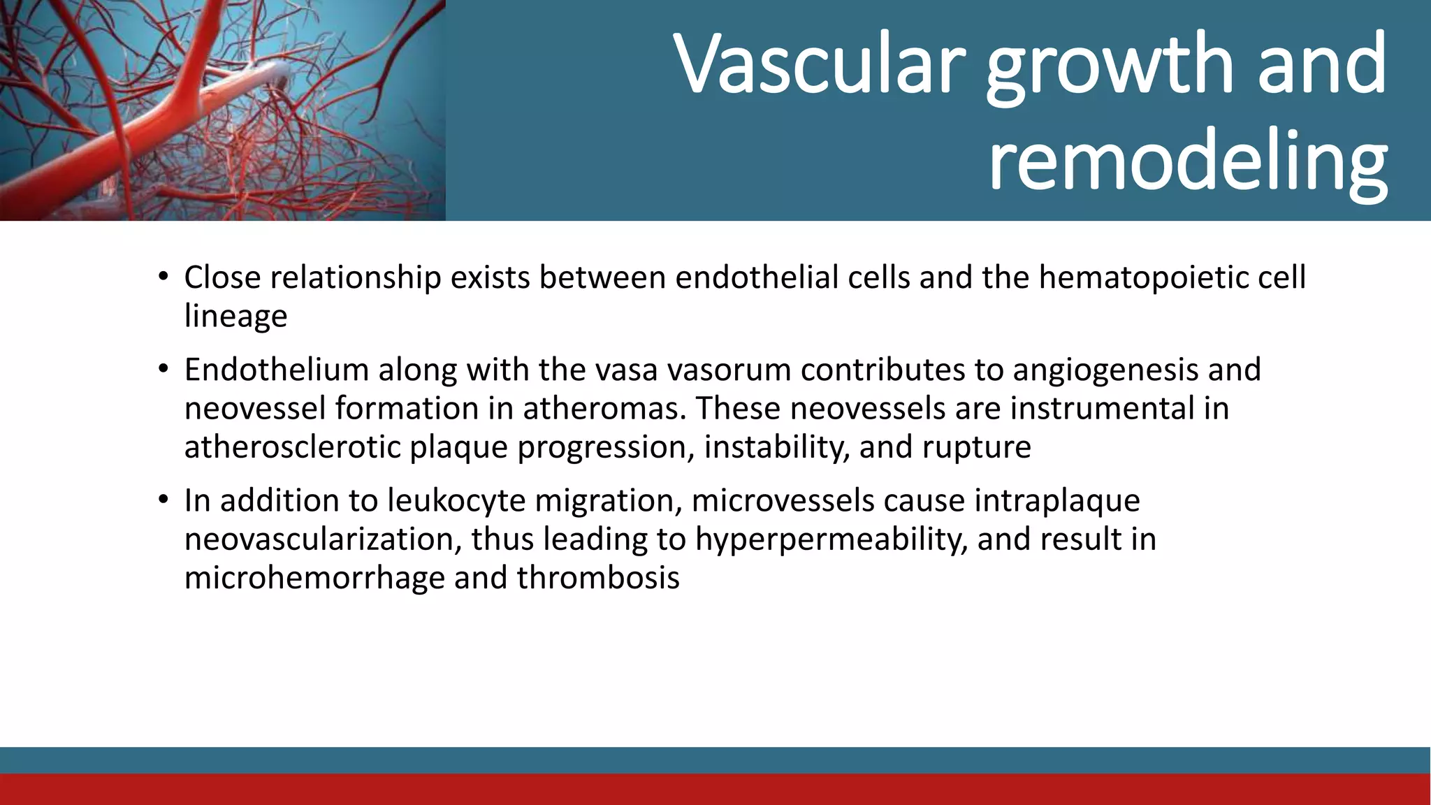 Endothelial Function and Dysfunction | PPTX
