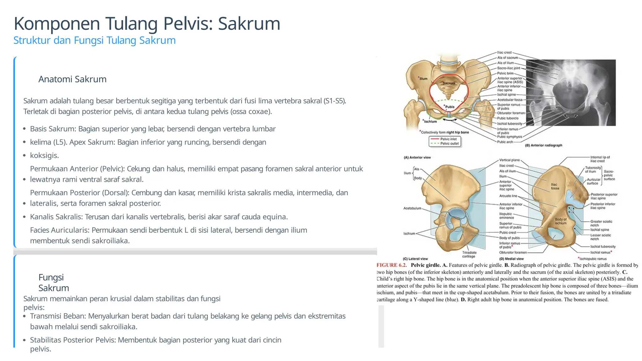 TBR Anatomi pelvis dan Fisiologi defekasi.pptx