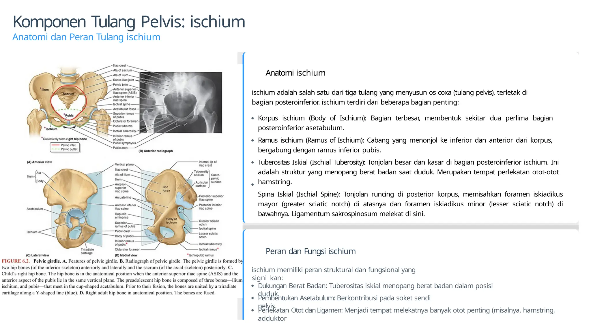 TBR Anatomi pelvis dan Fisiologi defekasi.pptx