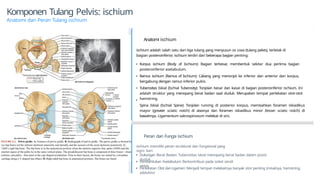 TBR Anatomi pelvis dan Fisiologi defekasi.pptx