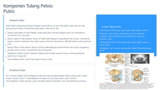 TBR Anatomi pelvis dan Fisiologi defekasi.pptx