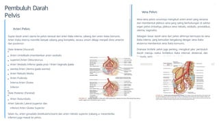 TBR Anatomi pelvis dan Fisiologi defekasi.pptx