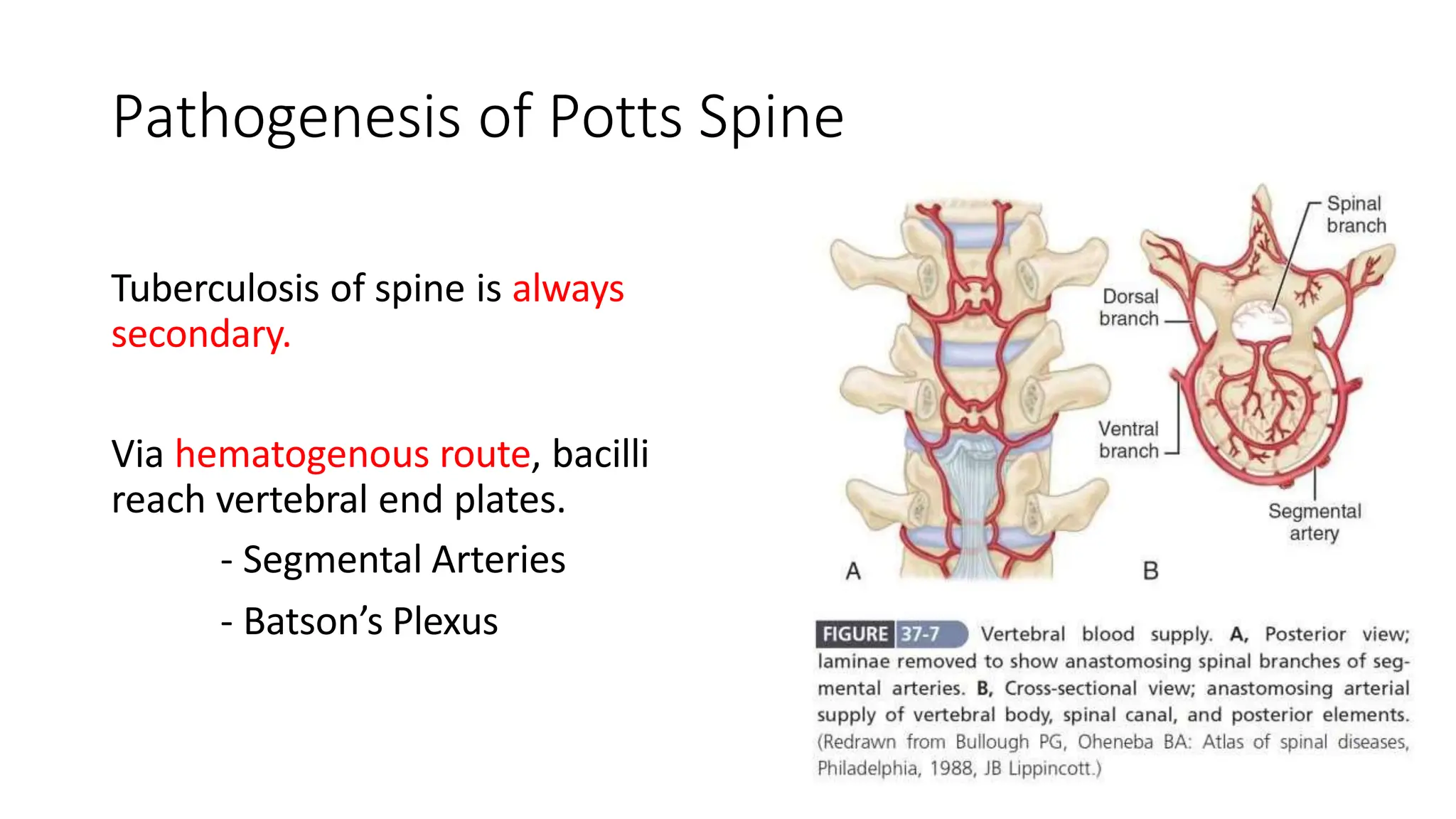 TB SPINE.pptx