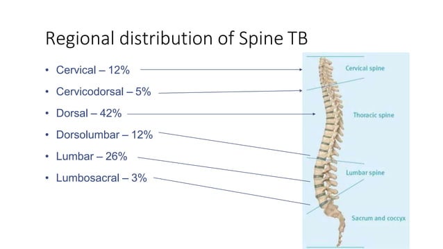 TB SPINE.pptx | Bone and Joint Conditions | Diseases and Conditions