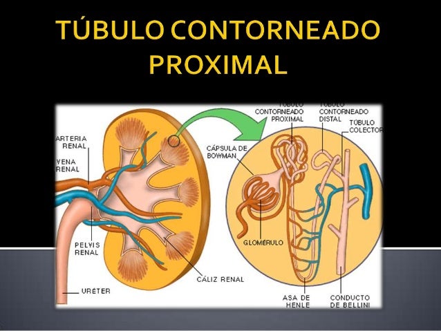Lamina De Tubulo Contorcido Distal Anatomy Of The Thorax → Thoracic