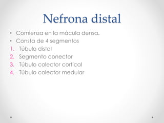 Túbulo distal y colector upch | PPTX