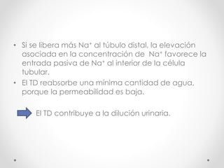 Túbulo distal y colector upch | PPTX