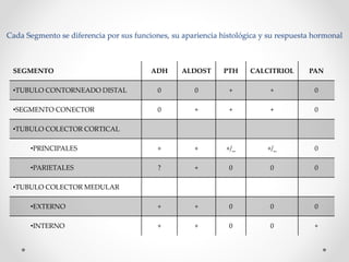 Túbulo distal y colector upch | PPTX