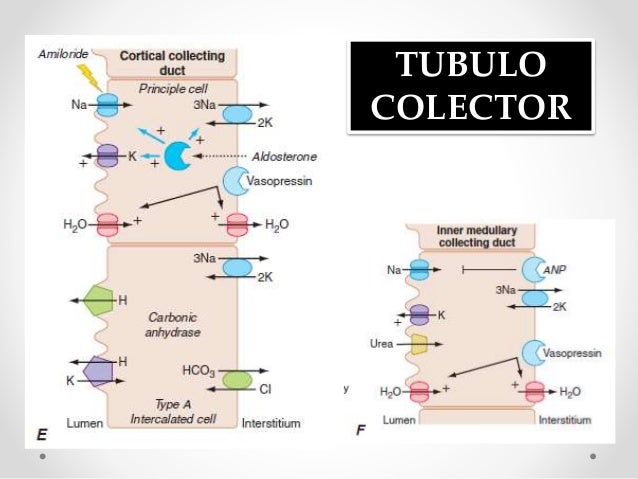 Túbulo distal y colector upch