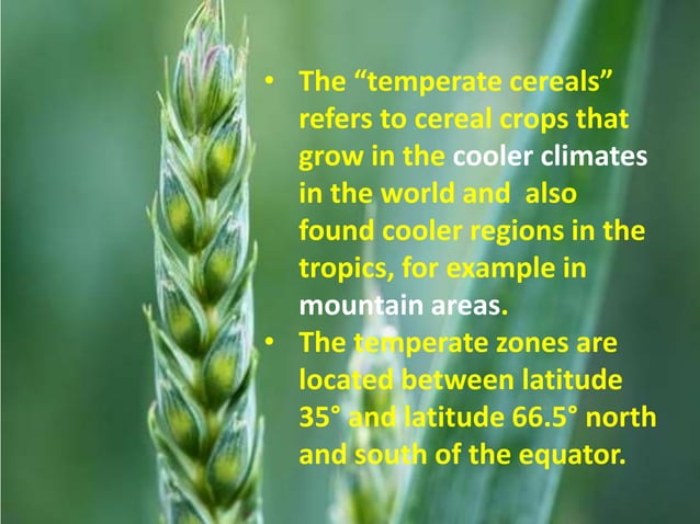 AGRONOMIC PRACTICES OF TEMPERATE CEREALS(whaet,Barely,Rye,Oat,Triticale ...