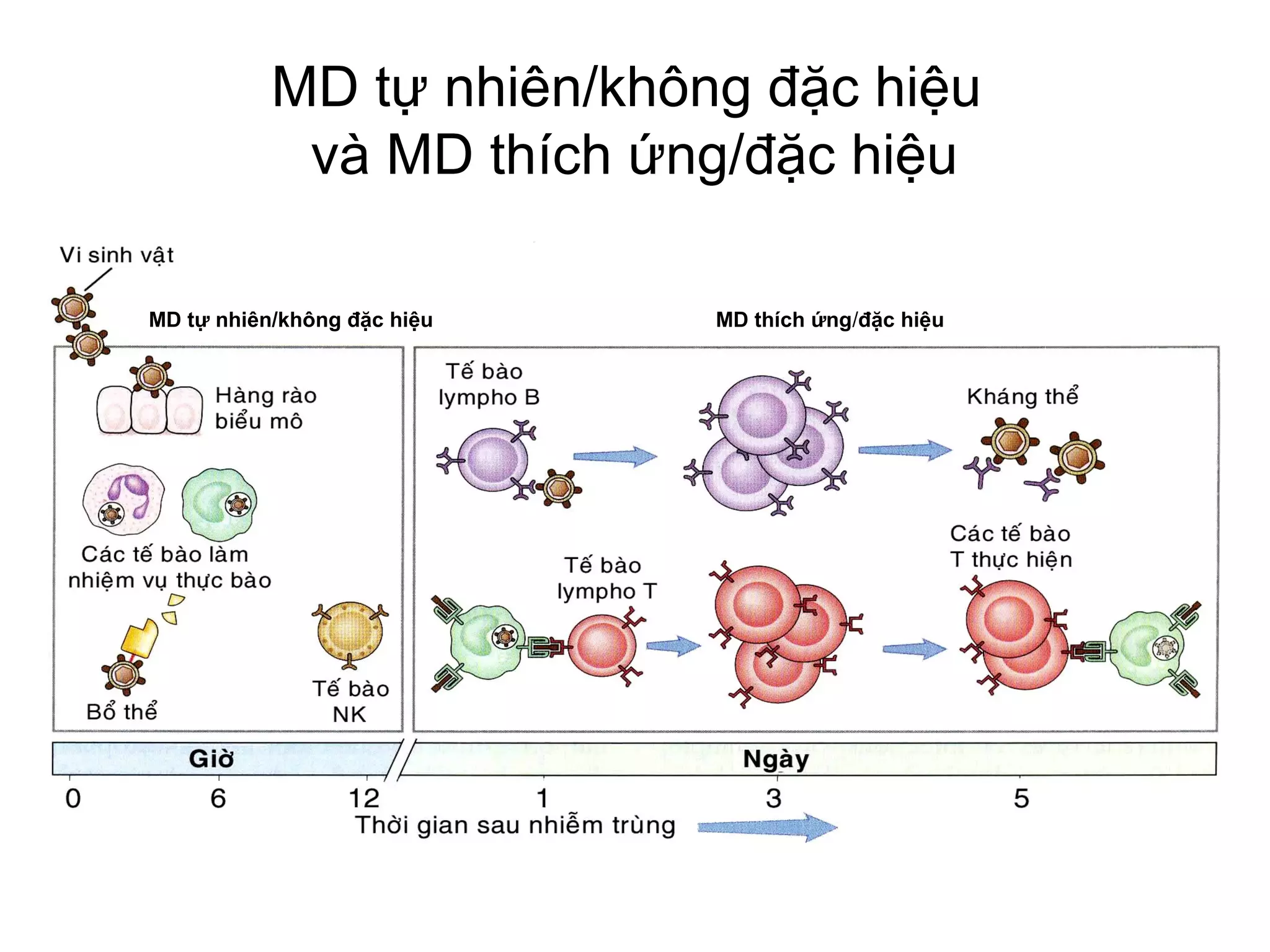 Các cơ chế miễn dịch | PPT