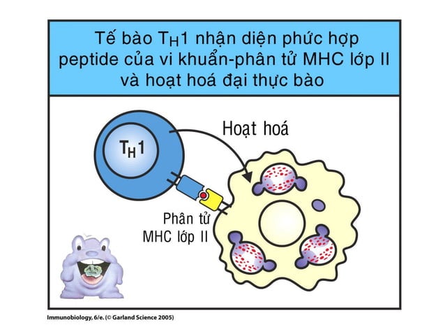 Các cơ chế miễn dịch | PPT