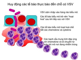 Các cơ chế miễn dịch | PPT