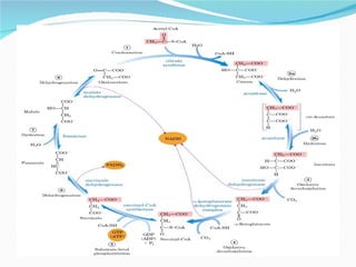 TCA cycle | PPT