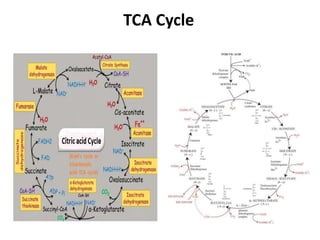Tca cycle | PPTX