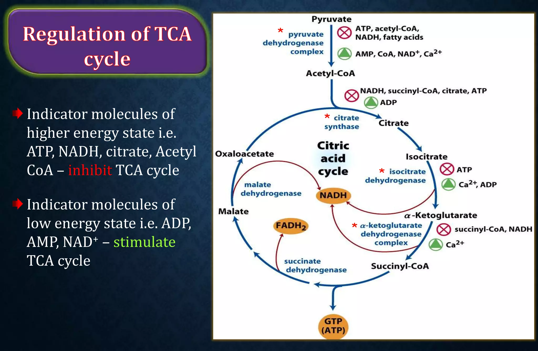 Citric acid cycle ( TCA ) | PPT