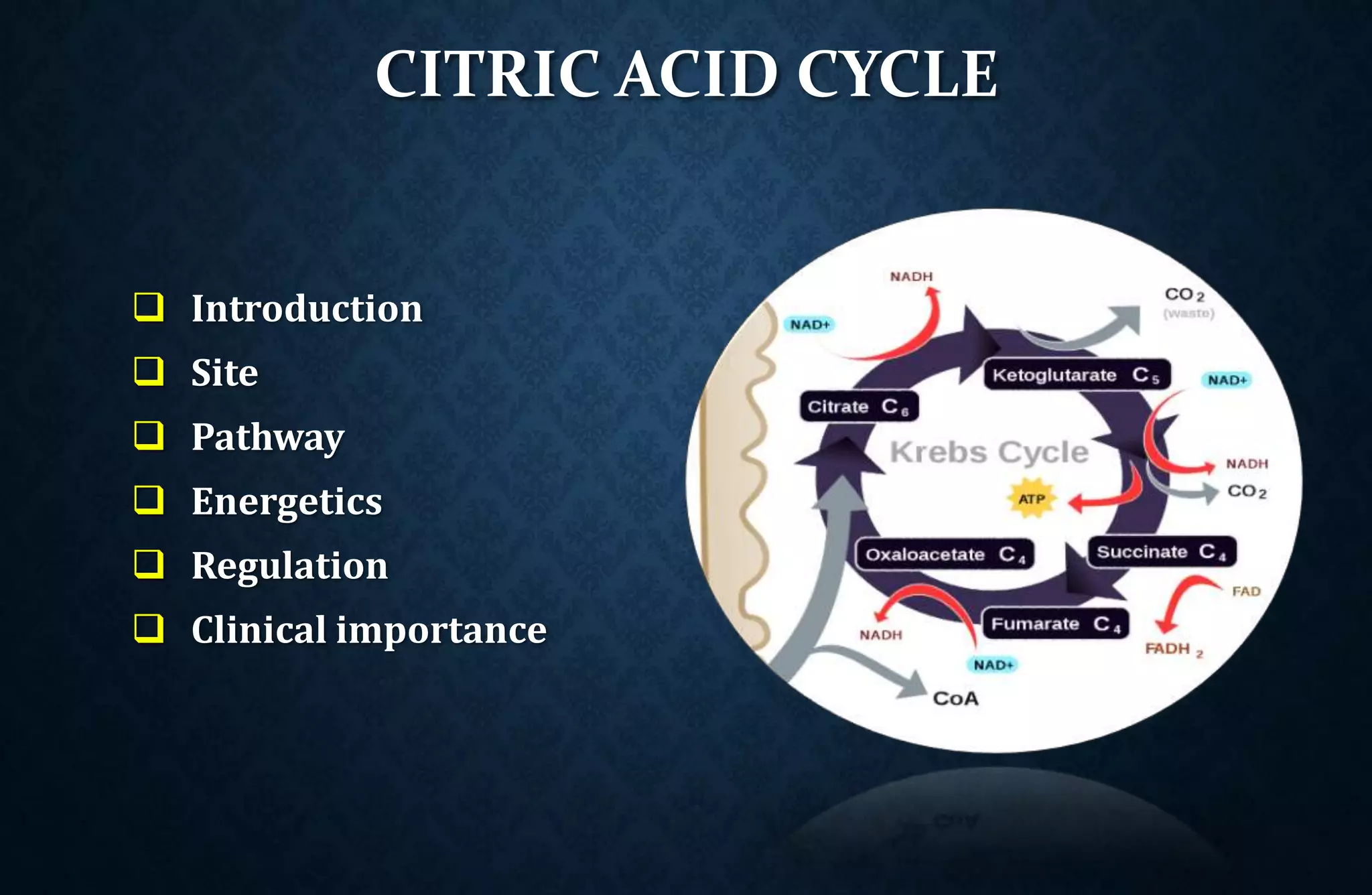 Citric acid cycle ( TCA ) | PPT
