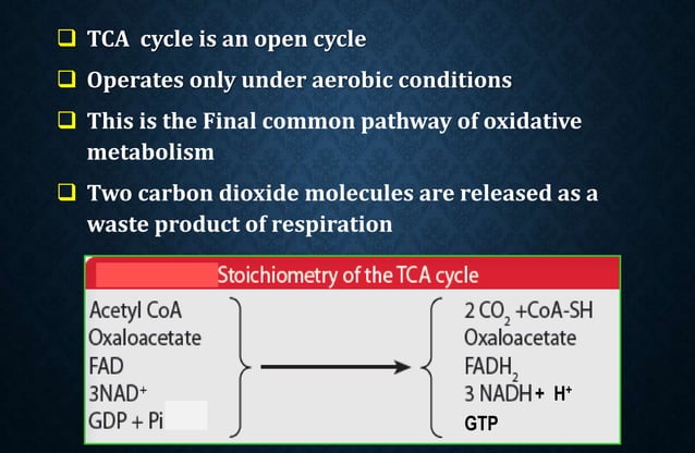Citric acid cycle ( TCA ) | PPT