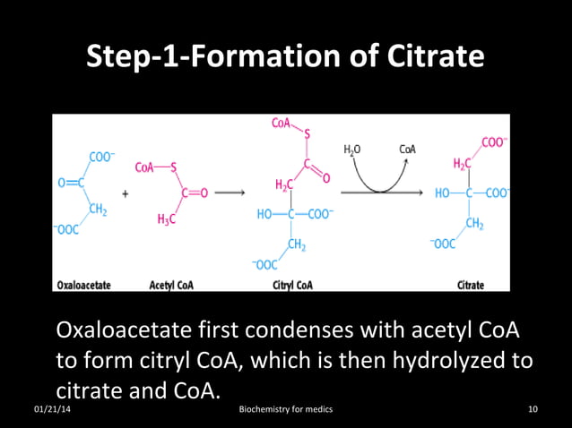 TCA cycle- steps, regulation and significance | PPT | Chemistry | Science