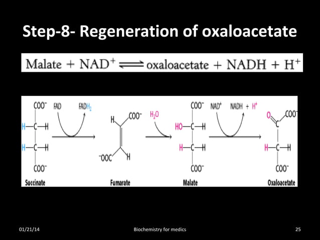TCA cycle- steps, regulation and significance | PPT | Chemistry | Science