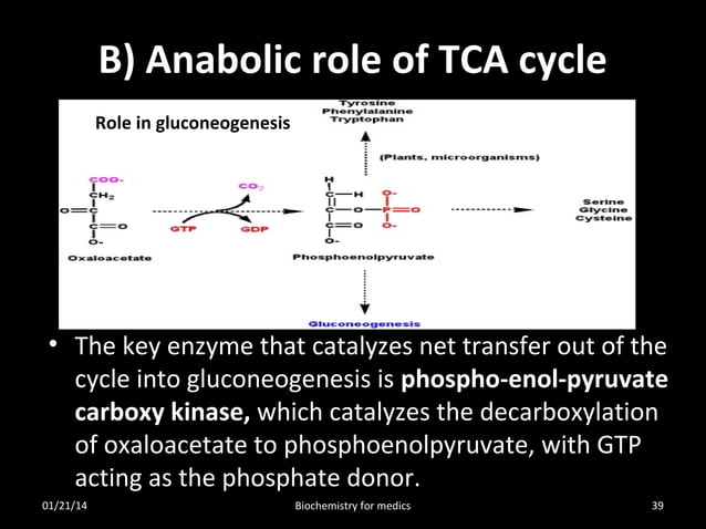 TCA cycle- steps, regulation and significance | PPT | Chemistry | Science