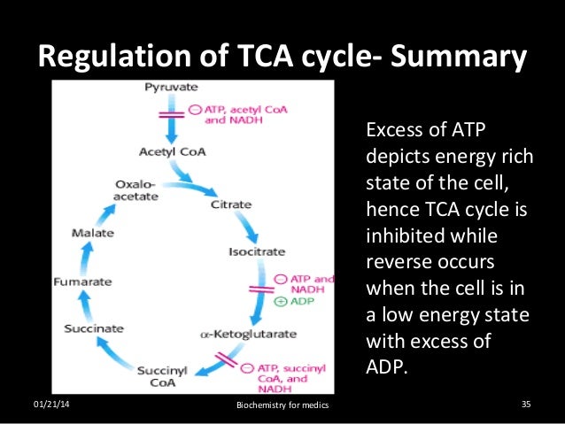 TCA cycle- steps, regulation and significance