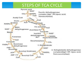 TCA cycle | PPTX