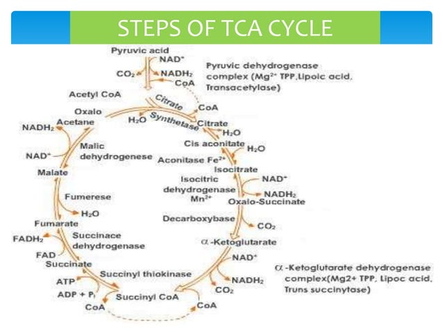 TCA cycle | PPT